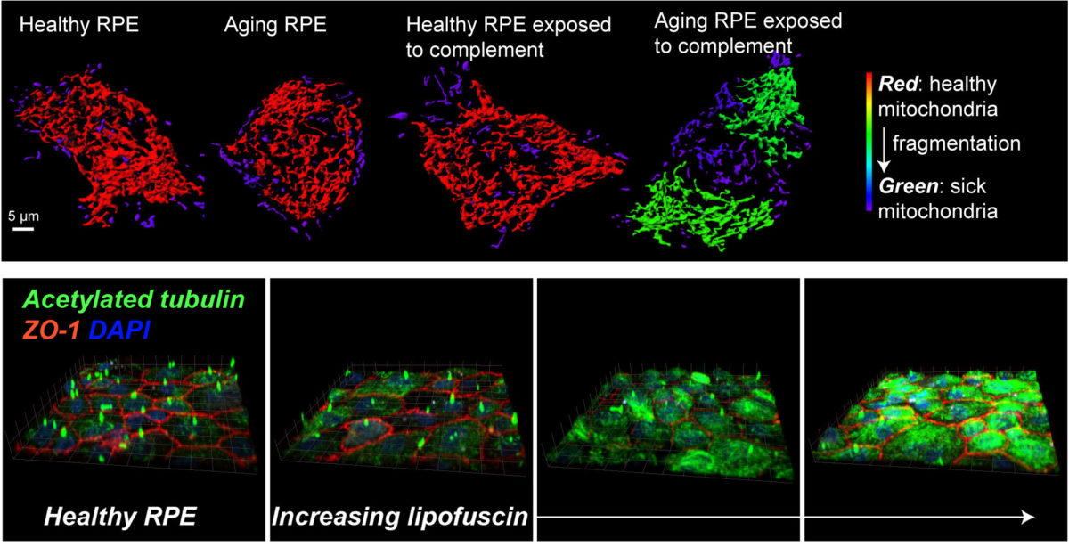 Basic RGB - UCSF Department of Ophthalmology