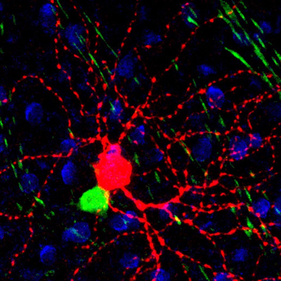 Xin Duan, PhD - UCSF Department of Ophthalmology