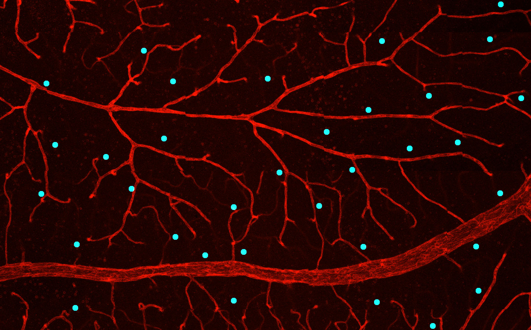 Research Spotlight: Mapping the Eye–Brain Connection with Xin Duan ...